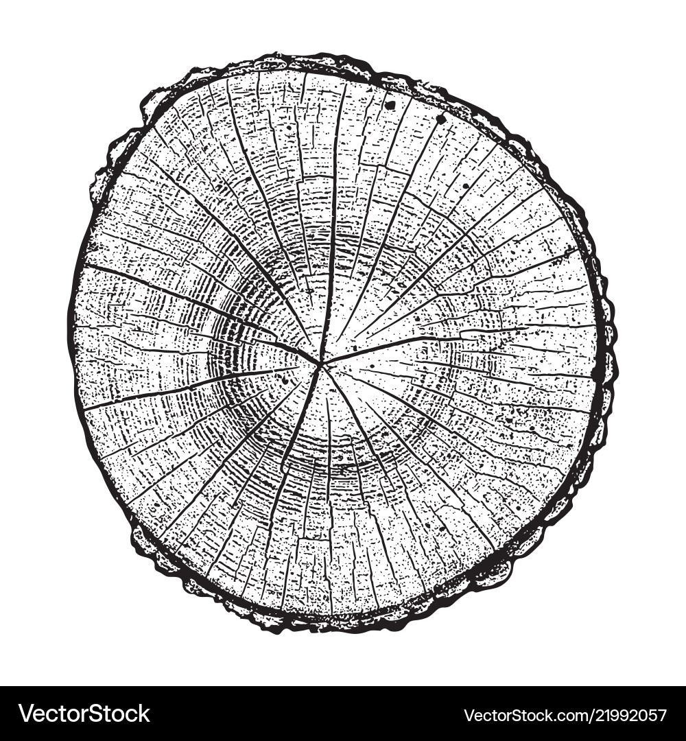 Tree log wood growth rings grunge texture Vector Image