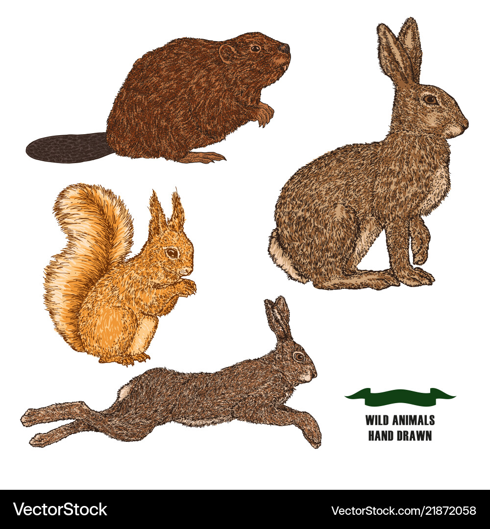 Forest animal hare rabbit beaver and squirrel Vector Image