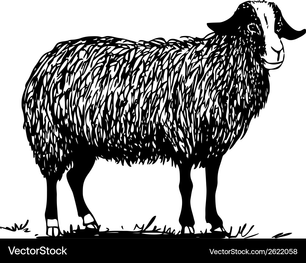 Sheep Outline Sketch Royalty Free Vector Image