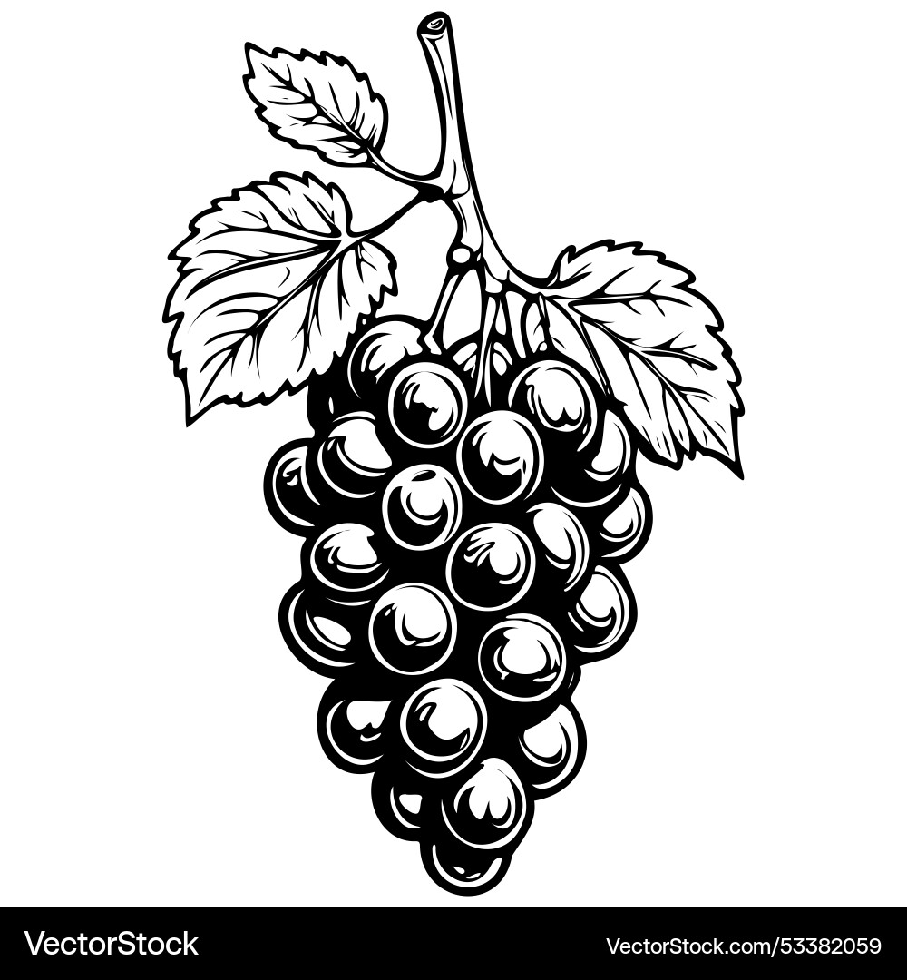 Isolated raisin drawing vintage fruit image Vector Image