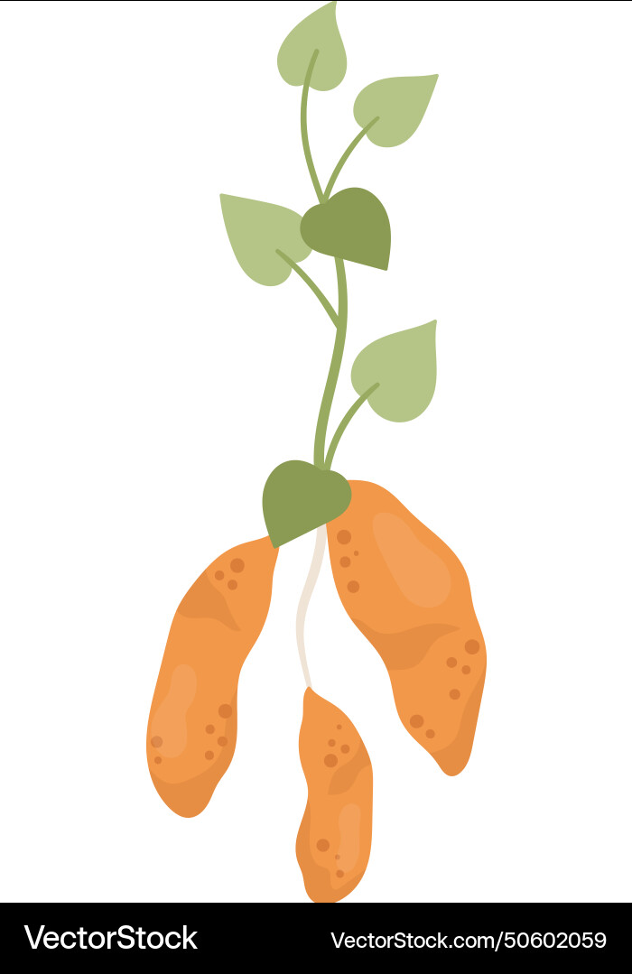 Sweet potato on stem Royalty Free Vector Image