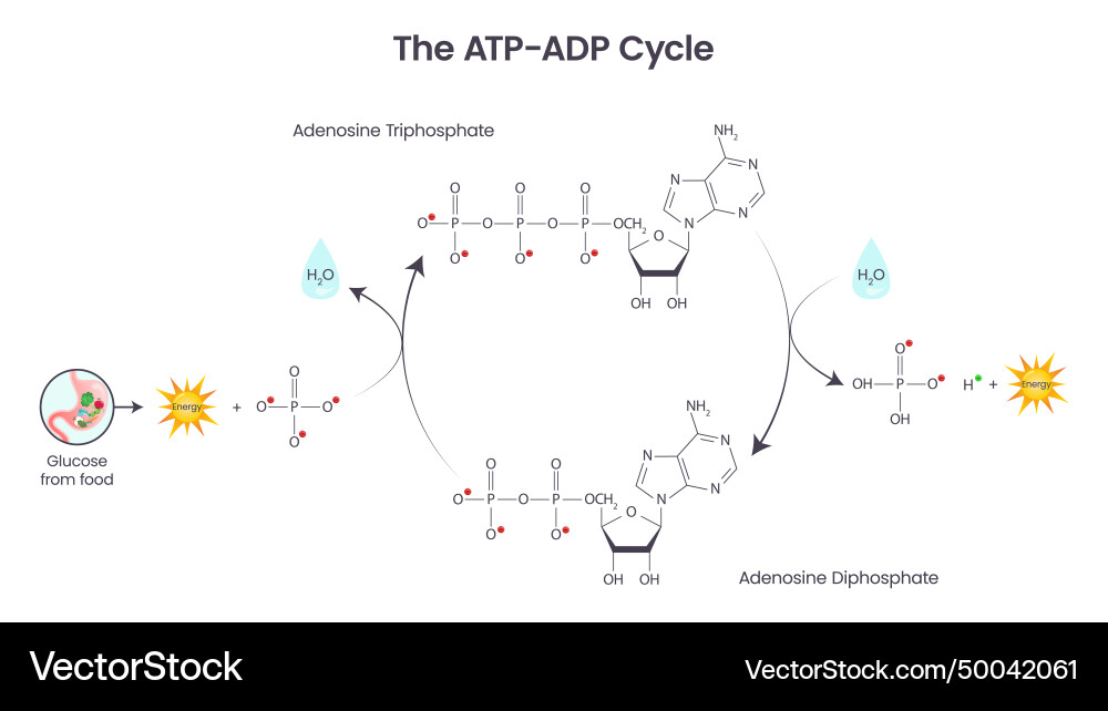 Phosphorus Cycle Vector Images (12)