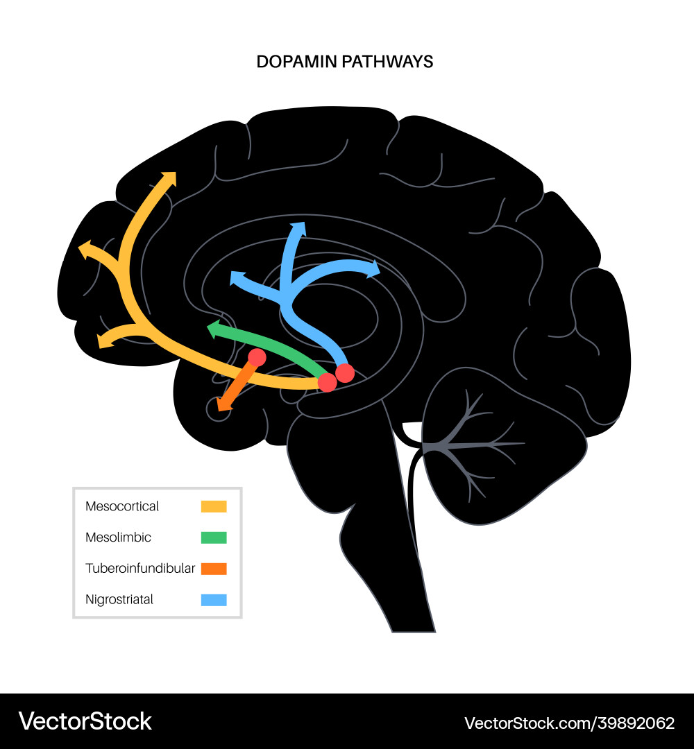 Dopamine Pathway in the Brain Royalty Free Vector Image