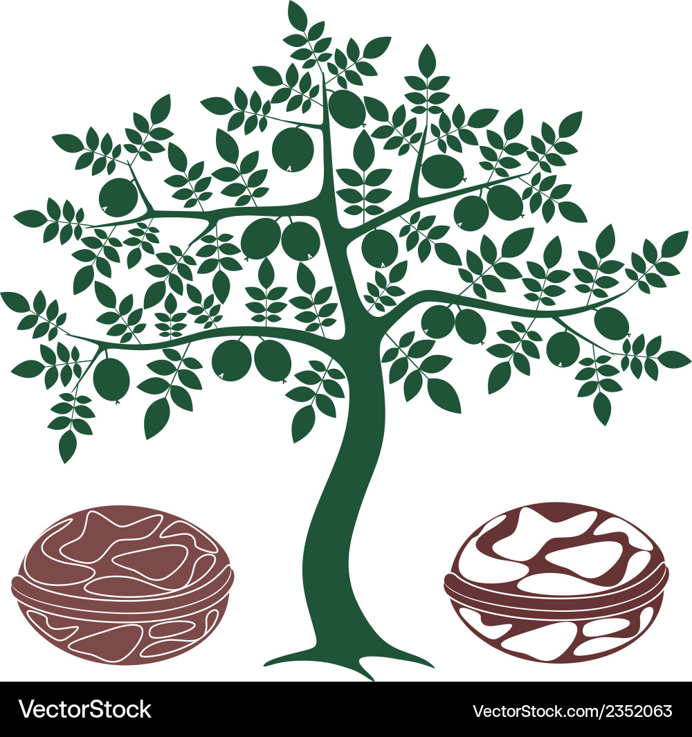 Walnut tree Royalty Free Vector Image - VectorStock