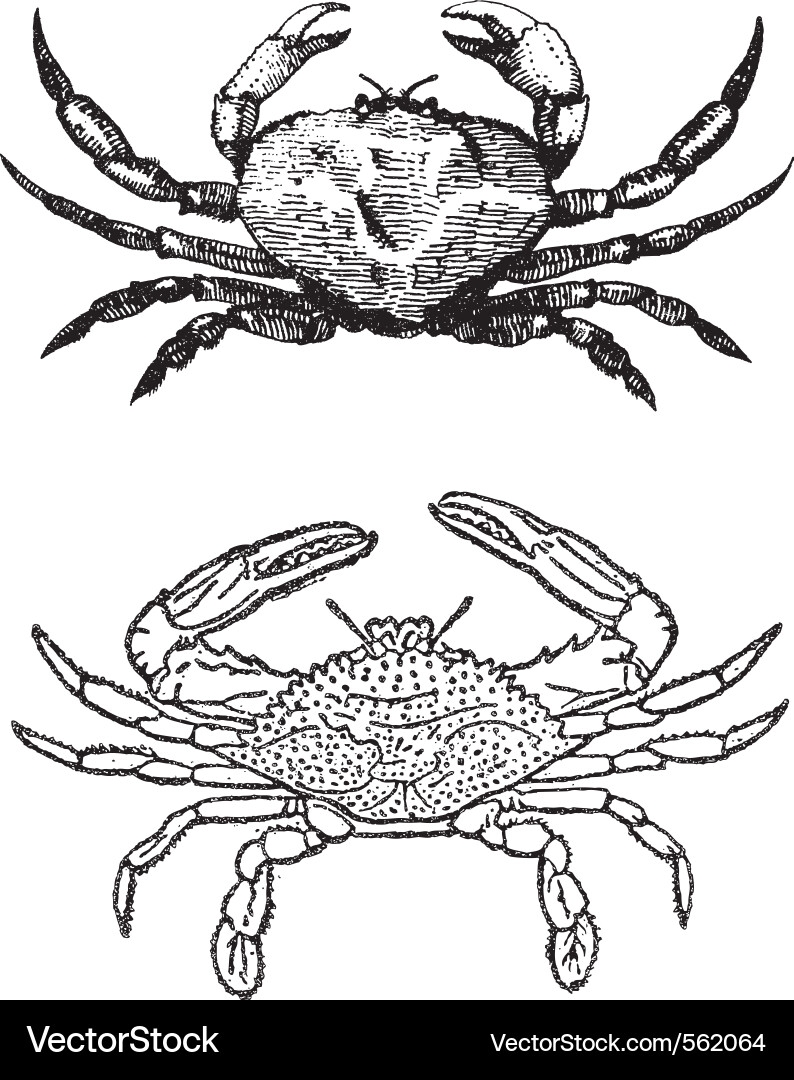 Crab Royalty Free Vector Image - VectorStock
