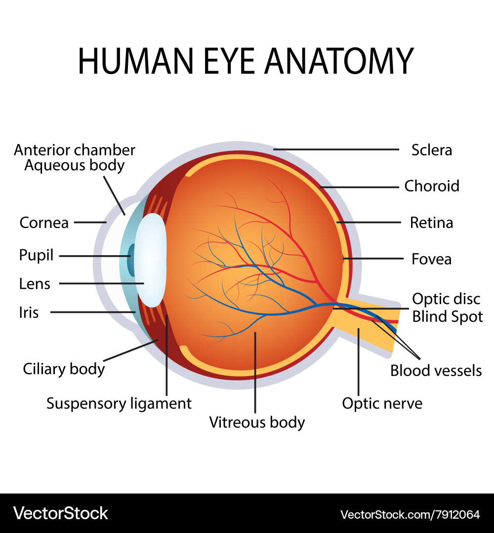 Human Eye Anatomy Diagram Royalty Free Vector Image