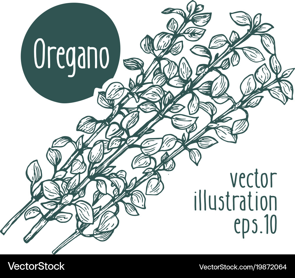 Oregano branch for design Royalty Free Vector Image