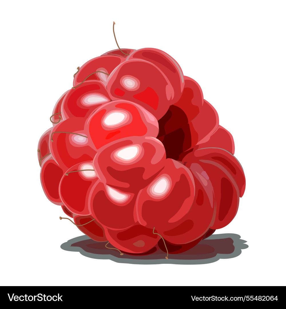 Ripe red raspberry isolated on white background Vector Image