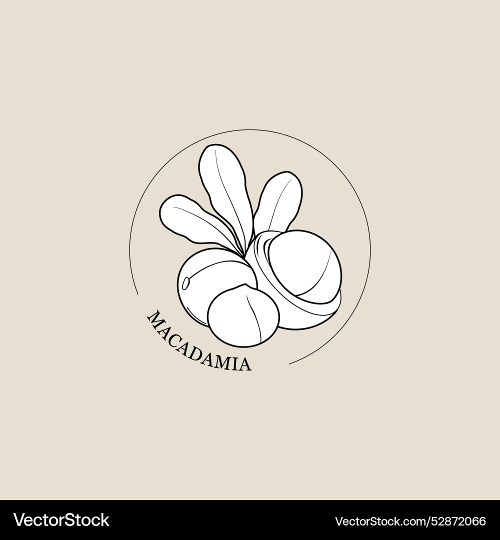 Organic macadamia nuts image Royalty Free Vector Image