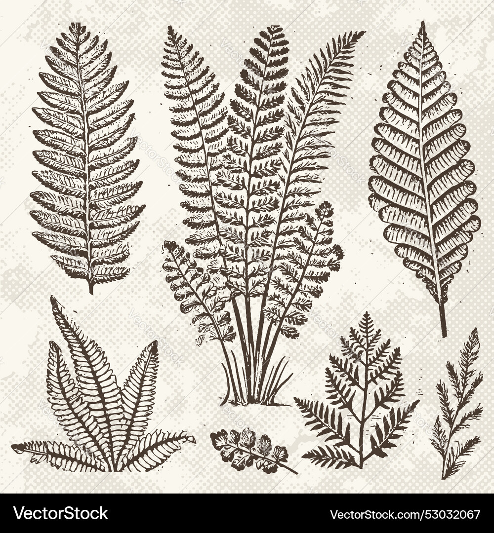 Graphic prehistoric plants fossils set ancient Vector Image