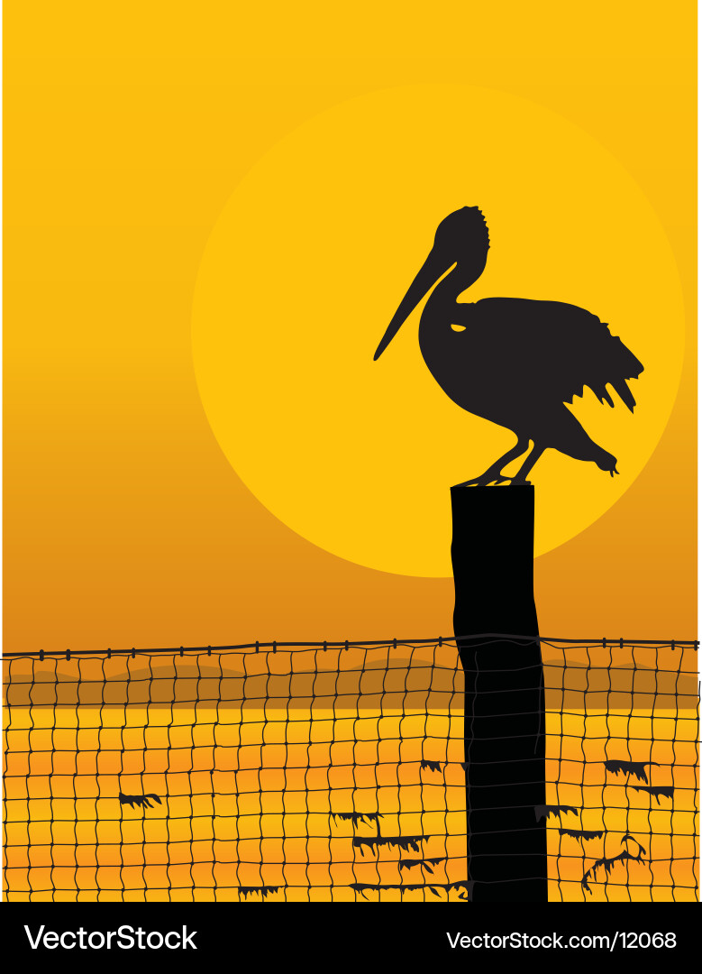 Pelican Vector Images (over 5,000)