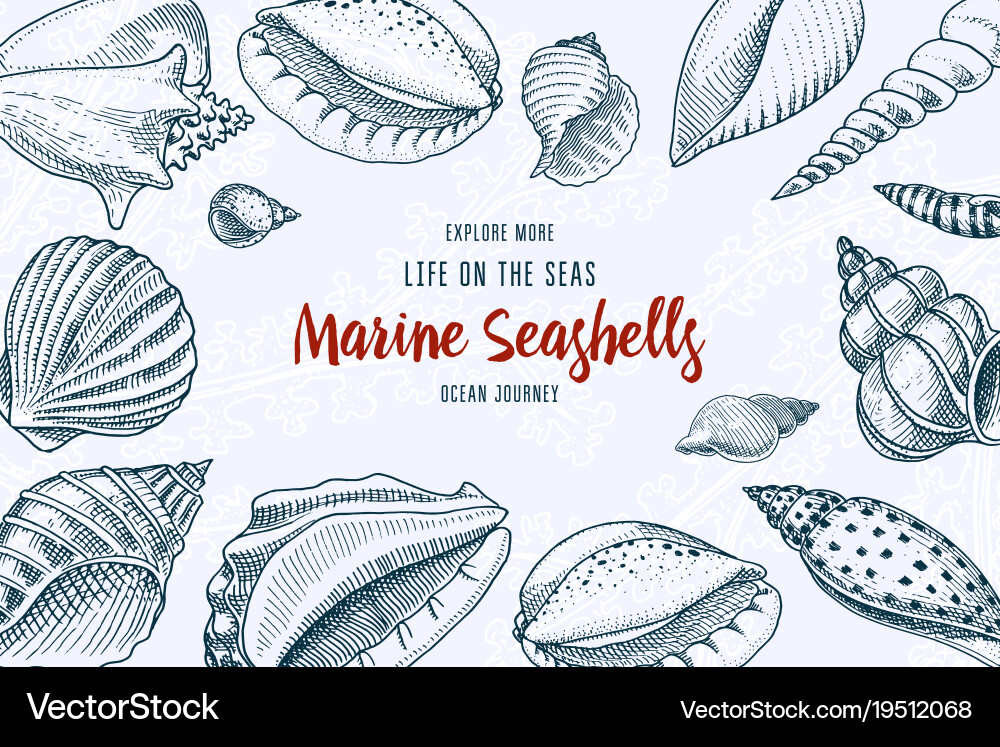 Seashells background or mollusca different forms Vector Image