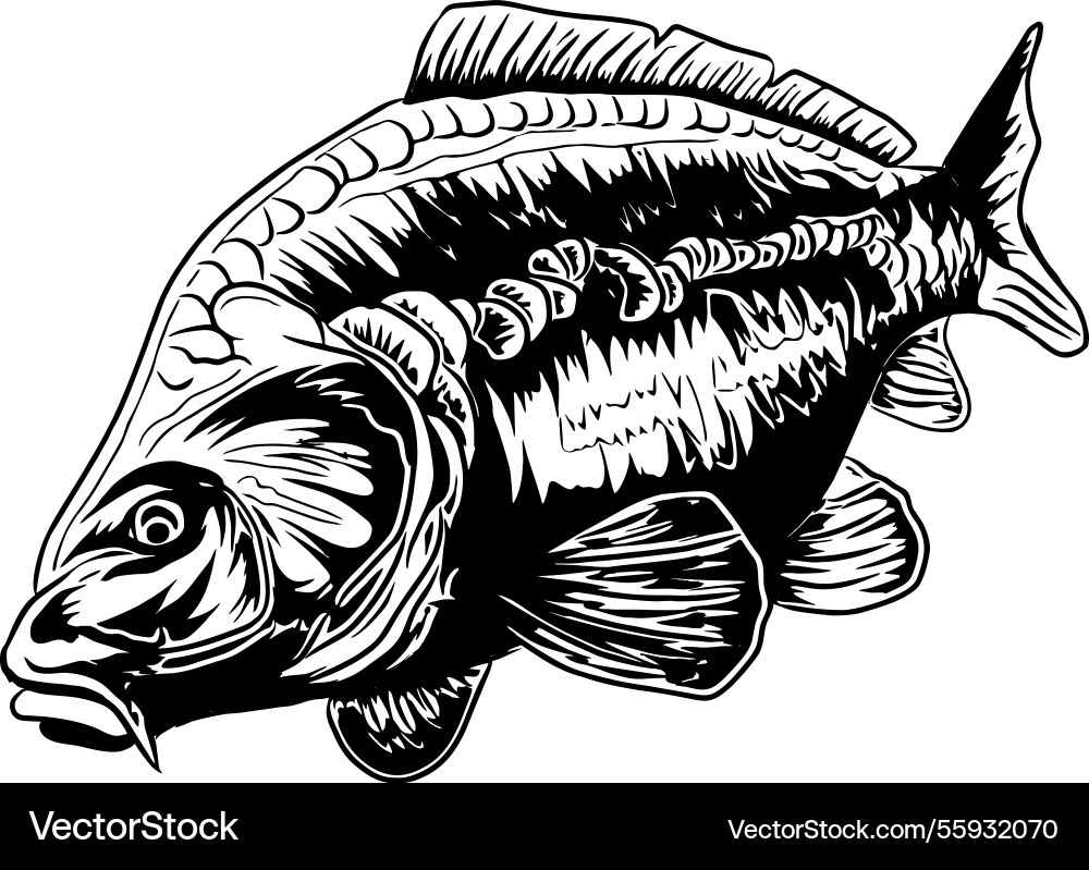 Carp fishing logo image t shir Royalty Free Vector Image