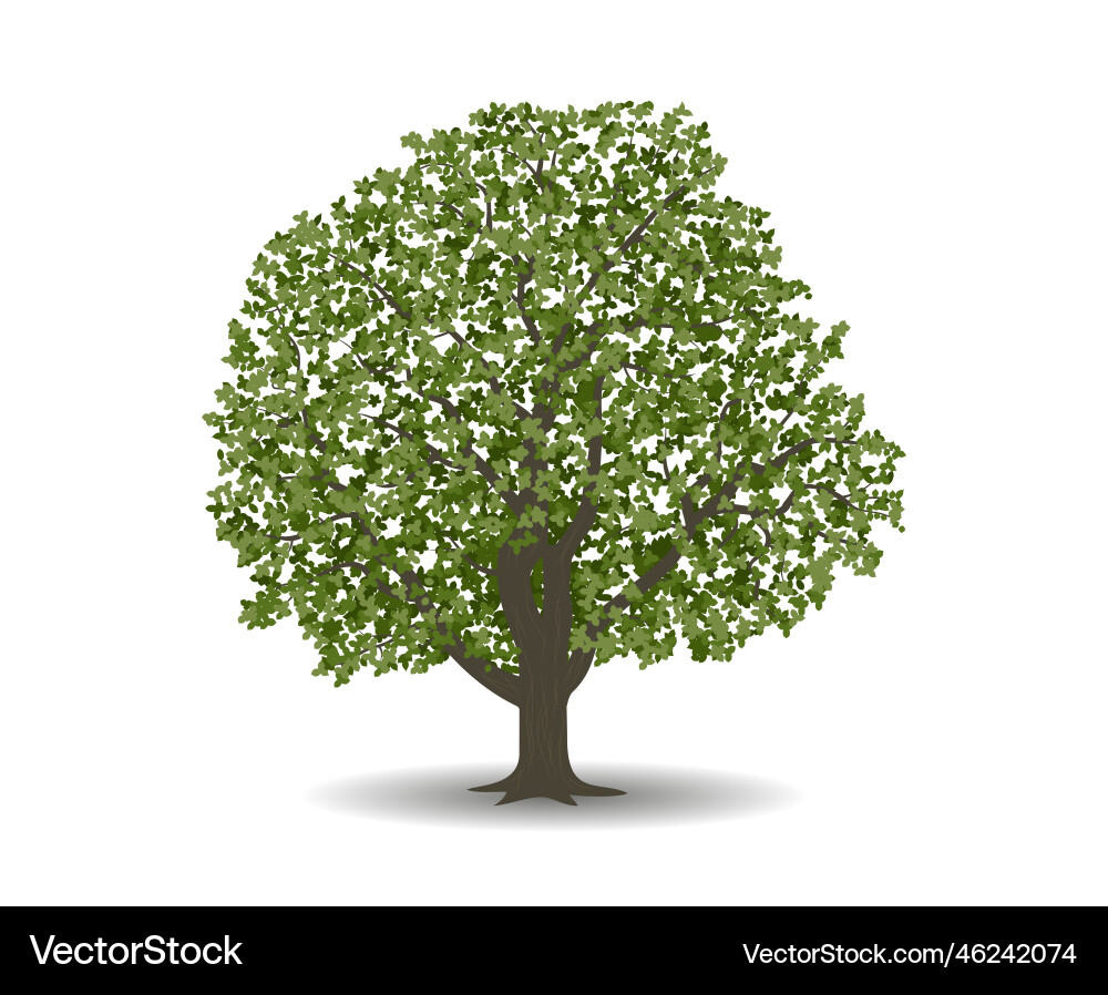 Walnut Tree Drawing Walnut Tree: Over 18,768 Royalty Free Licensable