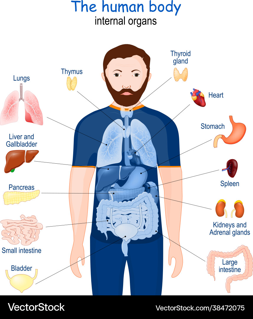 Human body internal organs anatomy Royalty Free Vector Image