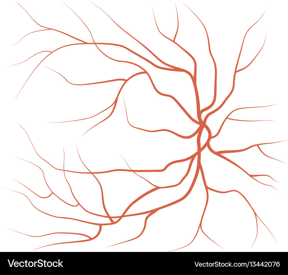 Eye veins and vessels Royalty Free Vector Image