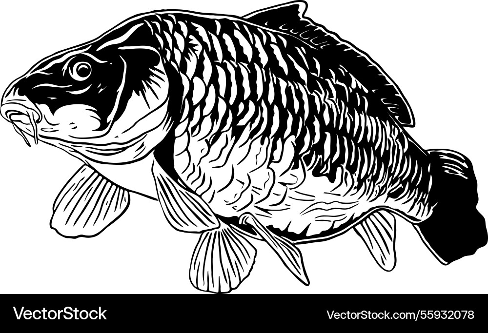 Carp fishing logo image t shir Royalty Free Vector Image