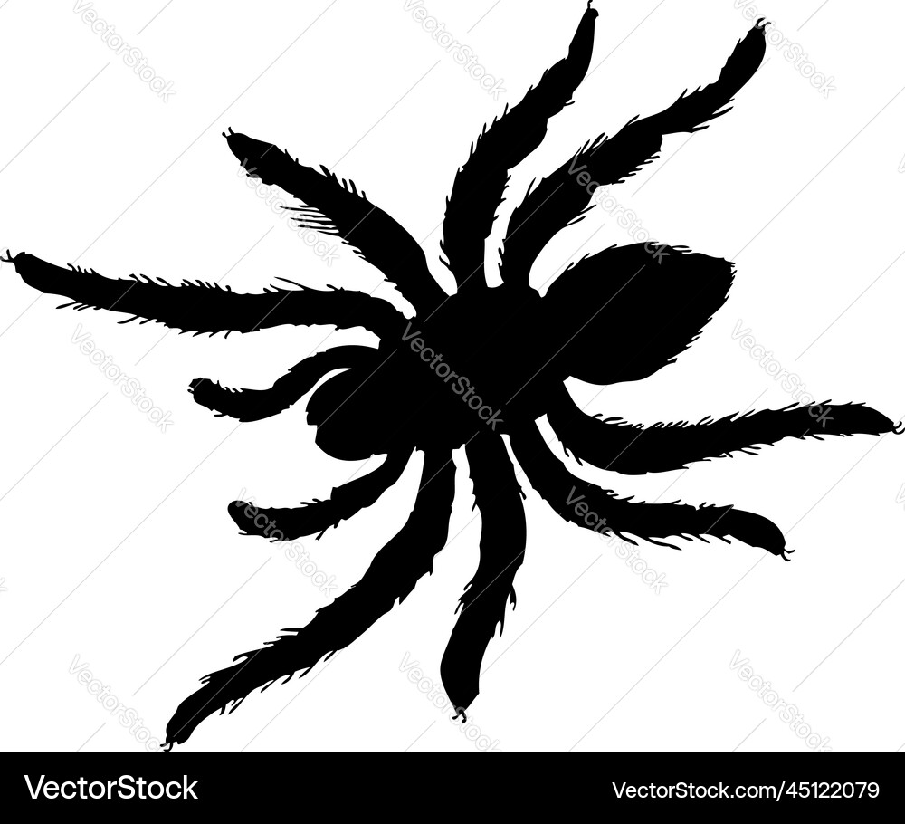 Spider silhouette Royalty Free Vector Image - VectorStock