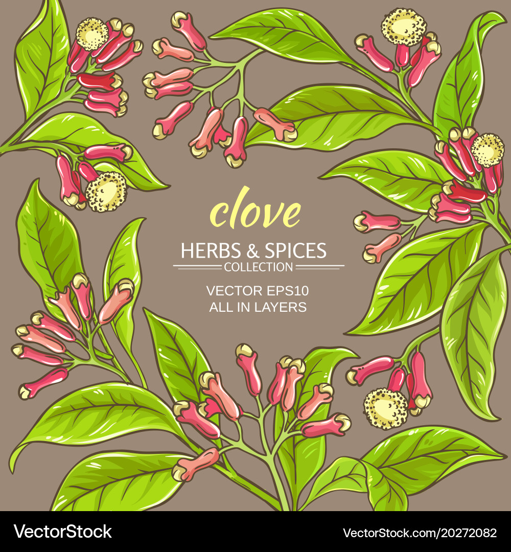 Clove Branch Botanical Frame Royalty Free Vector Image