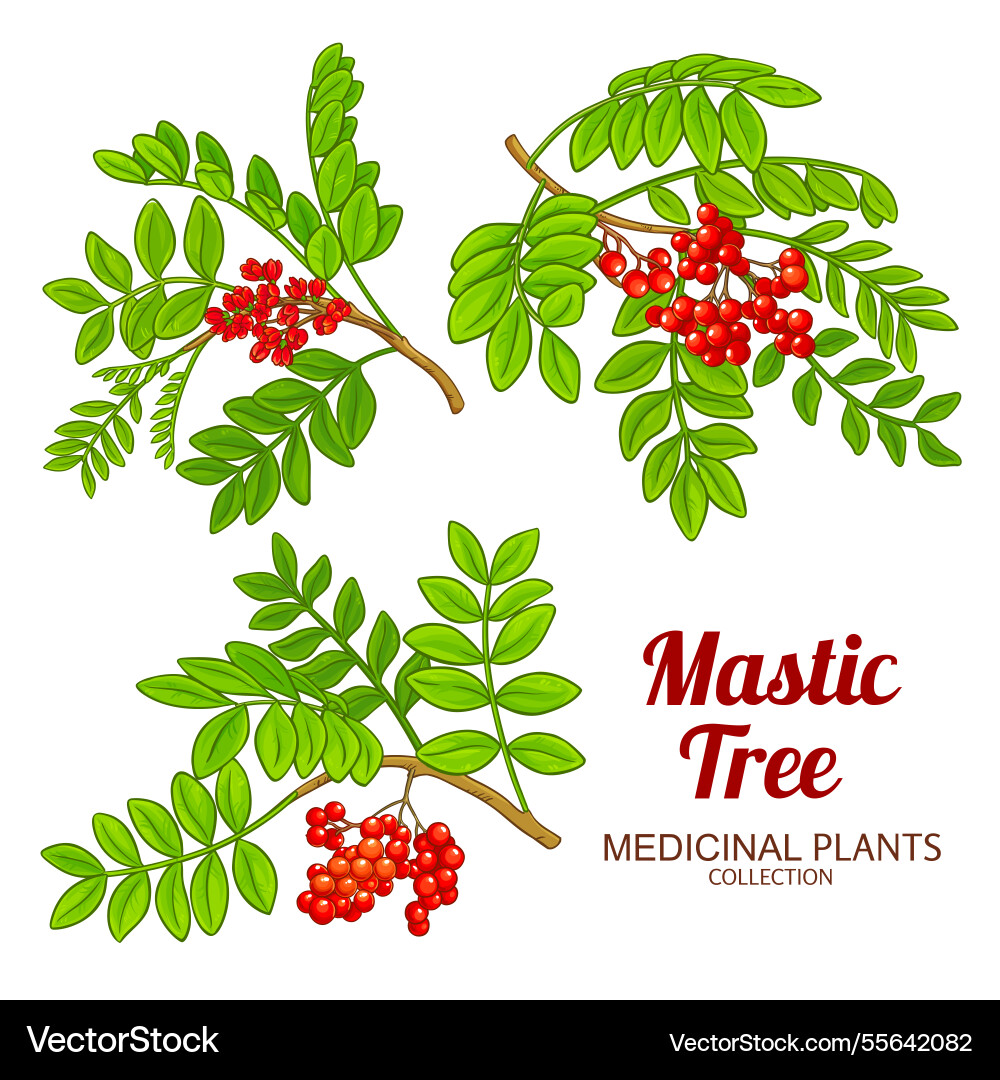 Mastic tree branch colored Royalty Free Vector Image
