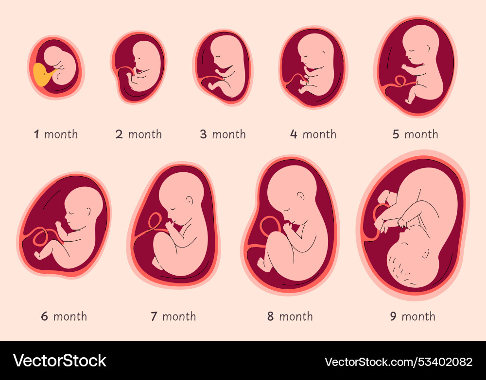 Stages of human embryo development Royalty Free Vector Image