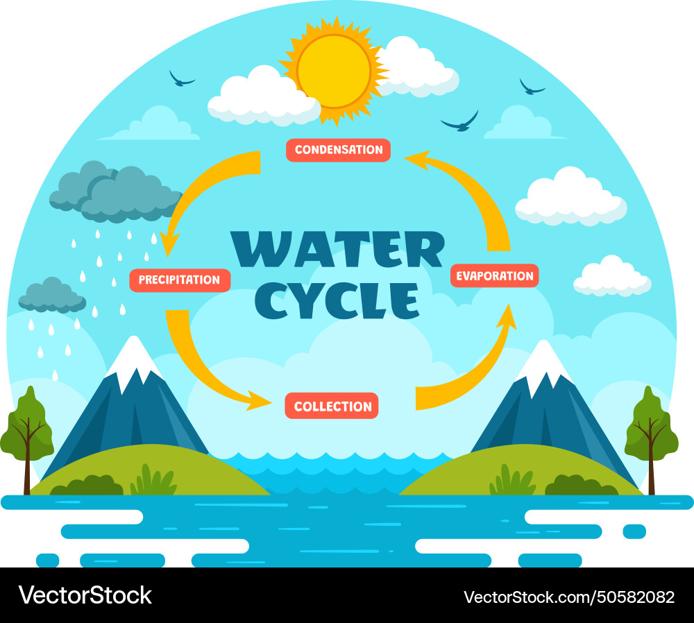 Water cycle with evaporation condensation Vector Image