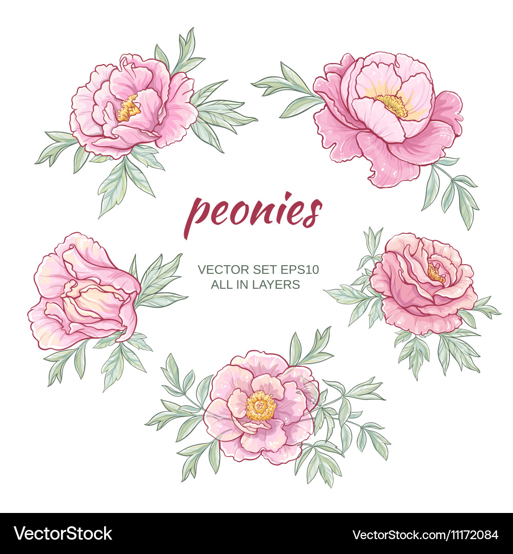 Peonies set Royalty Free Vector Image - VectorStock
