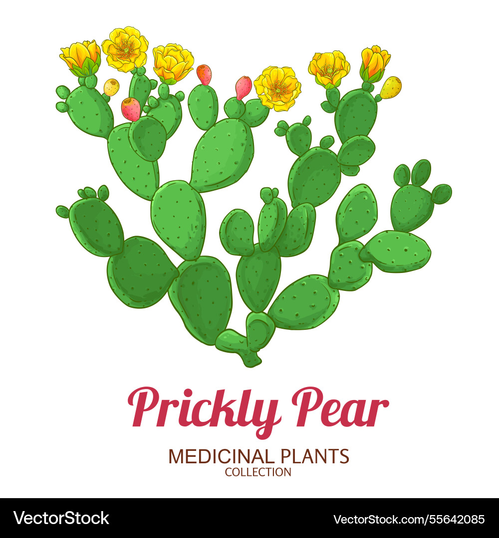 Prickly pear colored detailed Royalty Free Vector Image Prickly pear colored detailed Royalty Free Vector Image