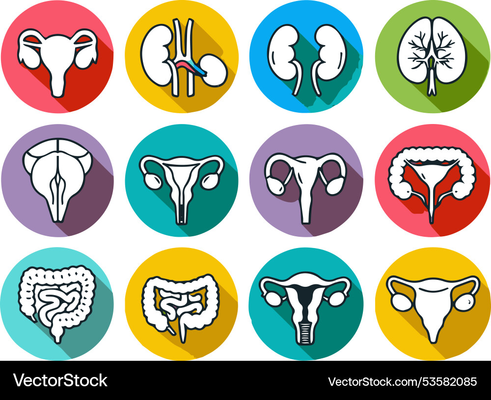 Six human internal organs Royalty Free Vector Image