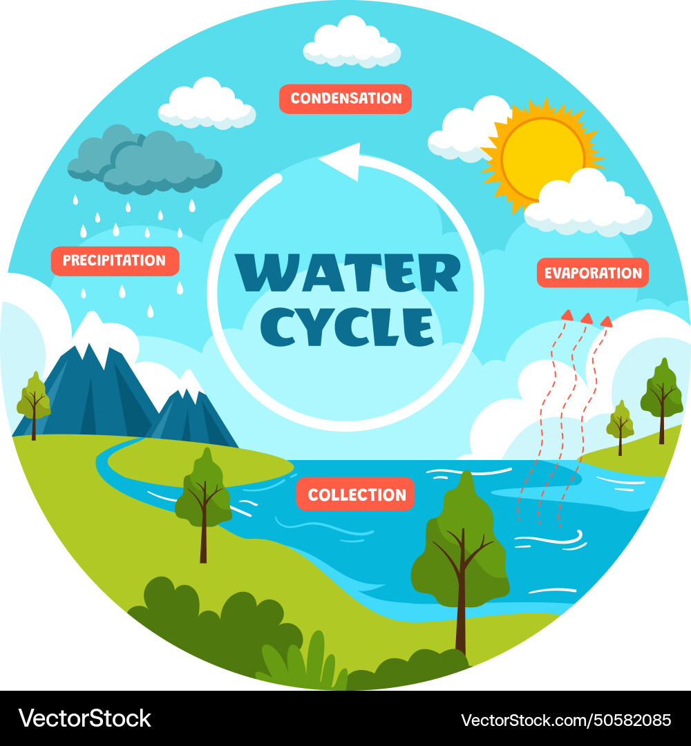Water cycle with evaporation condensation Vector Image