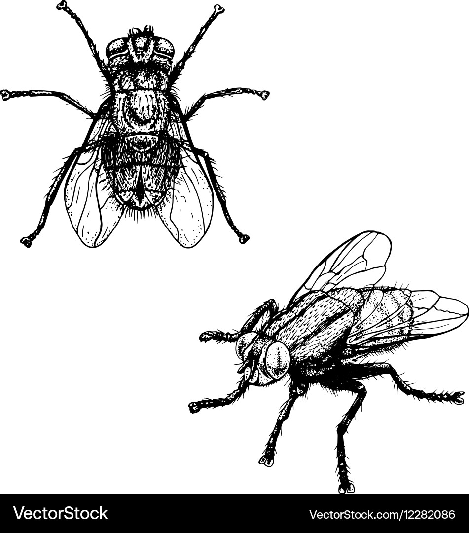 Hand drawn sketch of fly Royalty Free Vector Image