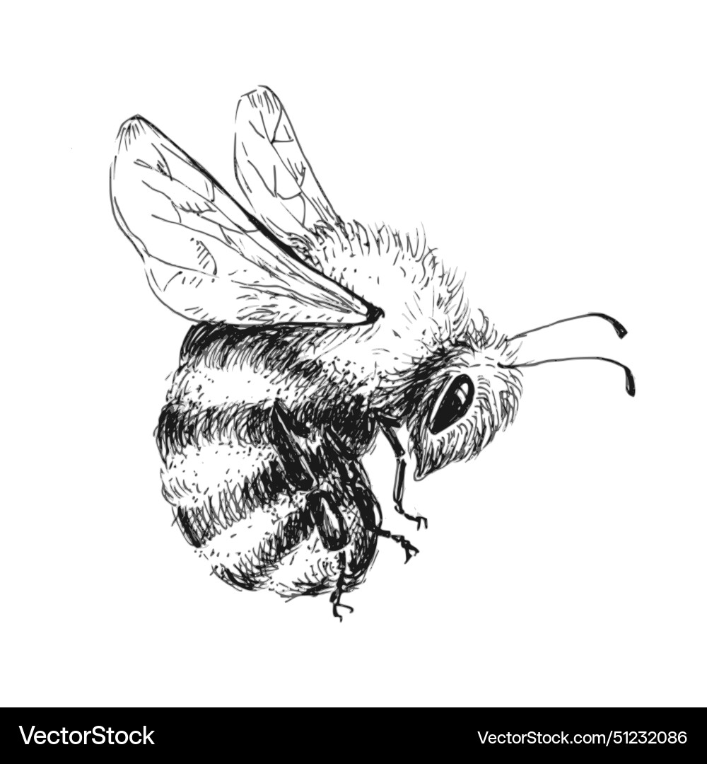 Honey bee sketch on white background flying Vector Image