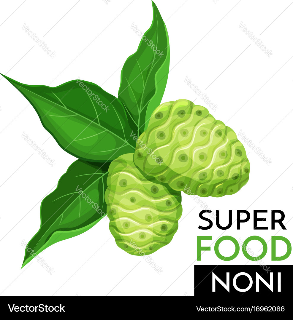 Noni Fruits Vector Images (over 190)