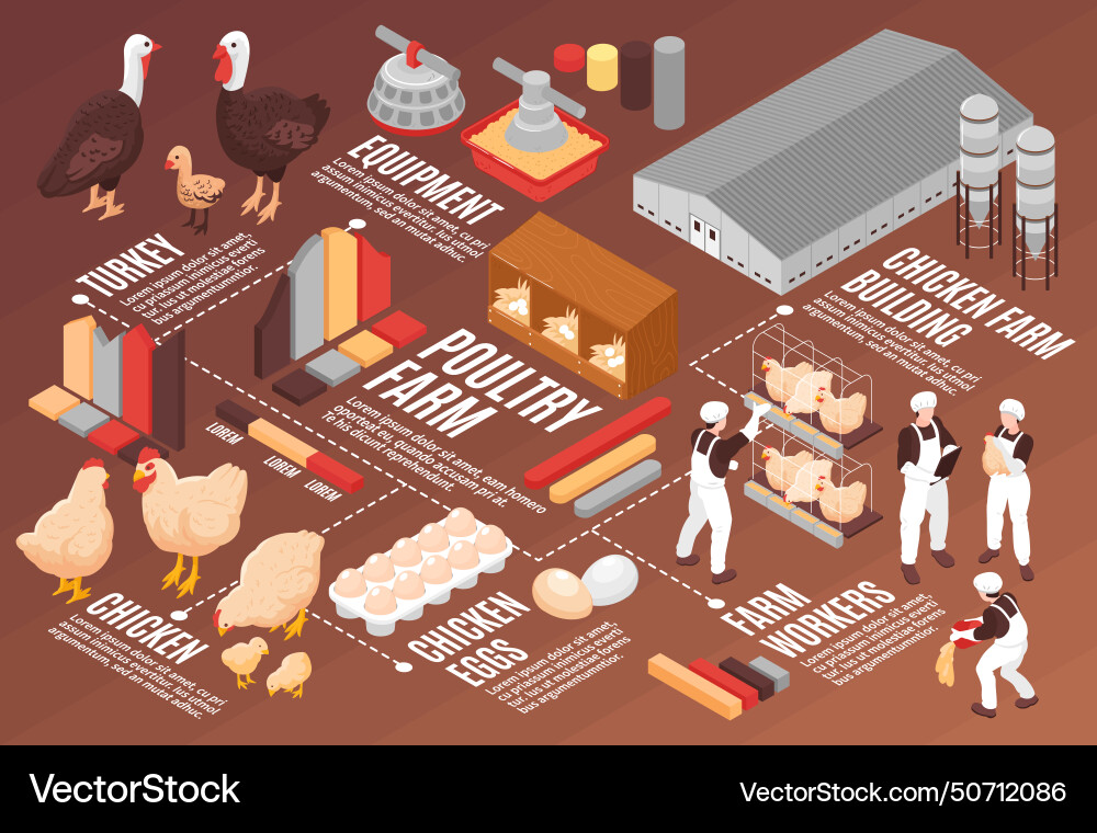 Poultry farm isometric flowchart Royalty Free Vector Image
