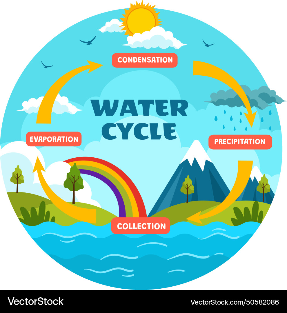 Water cycle with evaporation condensation Vector Image