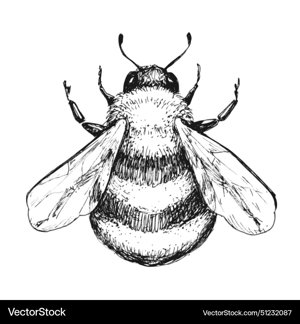 Honey bee sketch on white background top view Vector Image