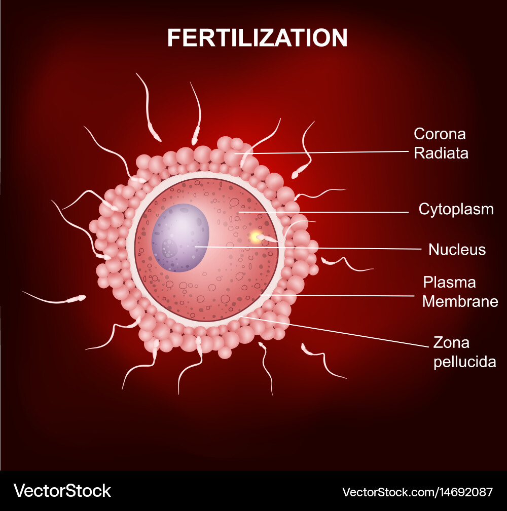 Human fertilization insemination of egg cel Vector Image