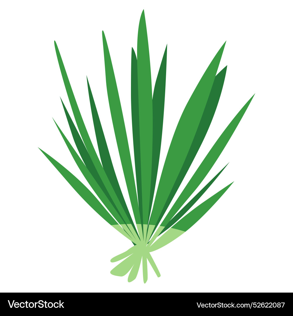 Lemongrass leaf vegetable in flat design style Vector Image