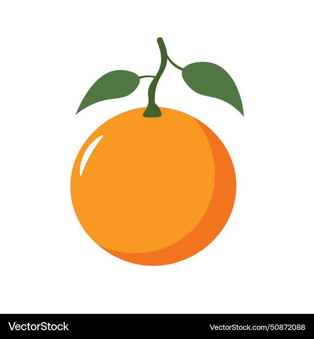 Colorful orange fruit Royalty Free Vector Image