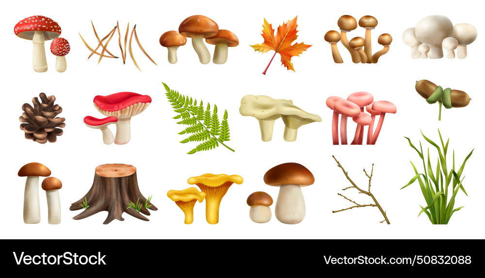 Mushrooms forest realistic set Royalty Free Vector Image
