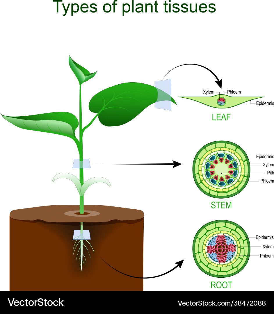 Plant tissues cross section root stem and leaf Vector Image