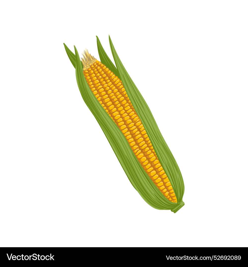 Drawing vegetable corn cob Royalty Free Vector Image