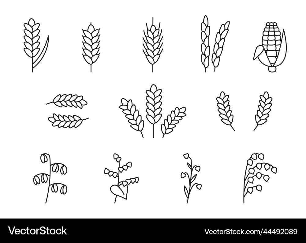 Wheat oat rice barley corn rye millet flax Vector Image