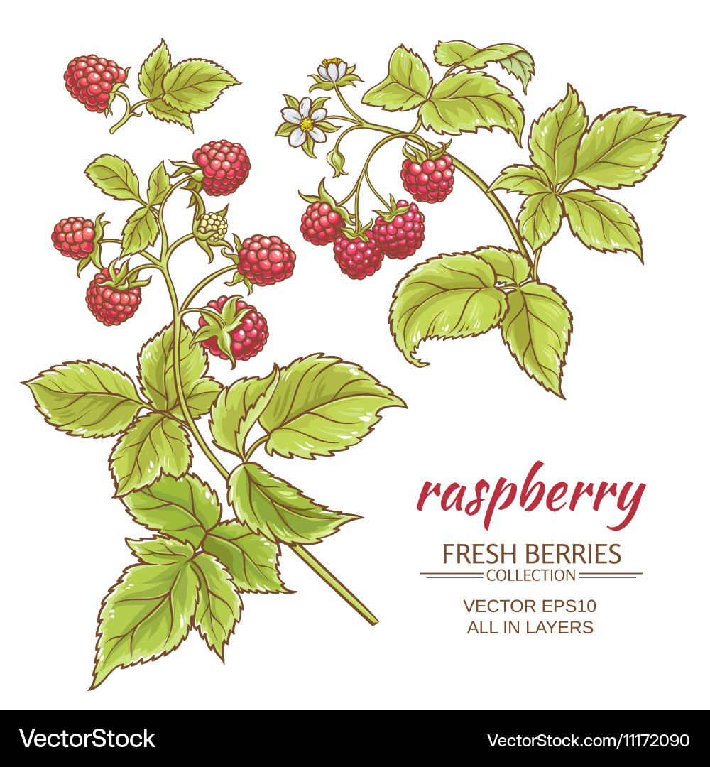 Raspberry set Royalty Free Vector Image - VectorStock