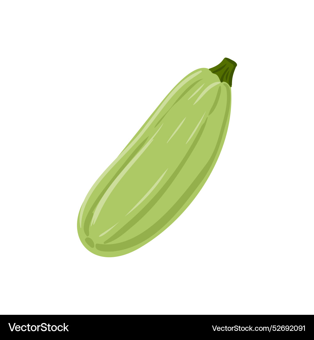 Drawing vegetable zucchini Royalty Free Vector Image