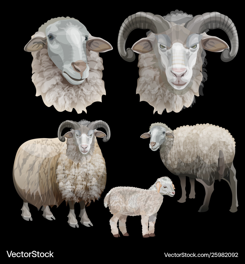 Sheep set Royalty Free Vector Image - VectorStock