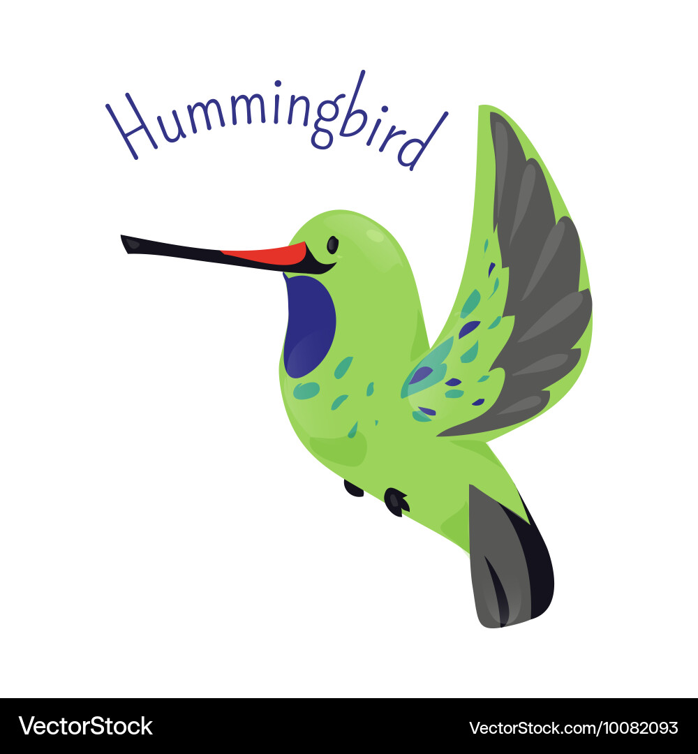 Hummingbird isolated on white background Vector Image