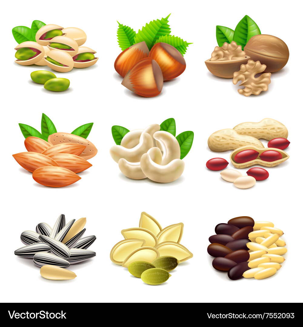 Nuts icons set Royalty Free Vector Image - VectorStock