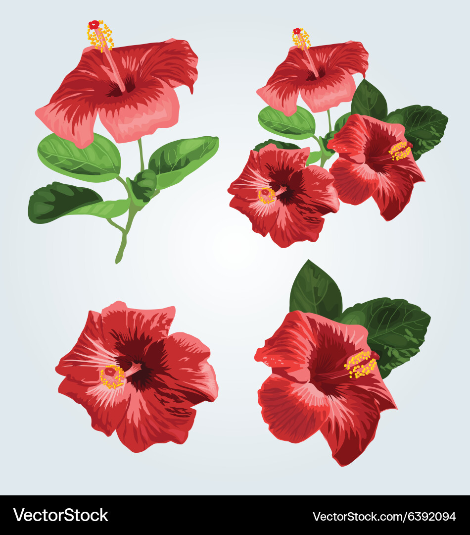 Hibiscus Royalty Free Vector Image - VectorStock