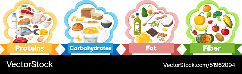 Visual representation of proteins carbohydrates Vector Image